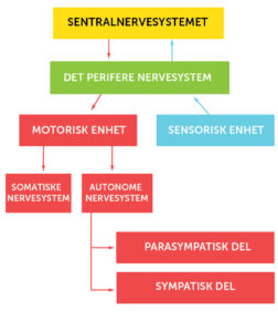 1.1 Nervesystemets organisering – Nervesystemet 1