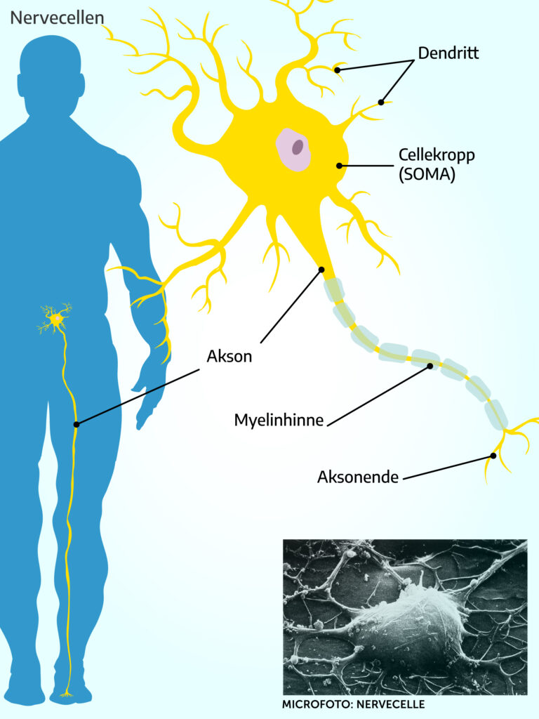2.1 Nervecellen (nevronet) – Nervesystemet 1